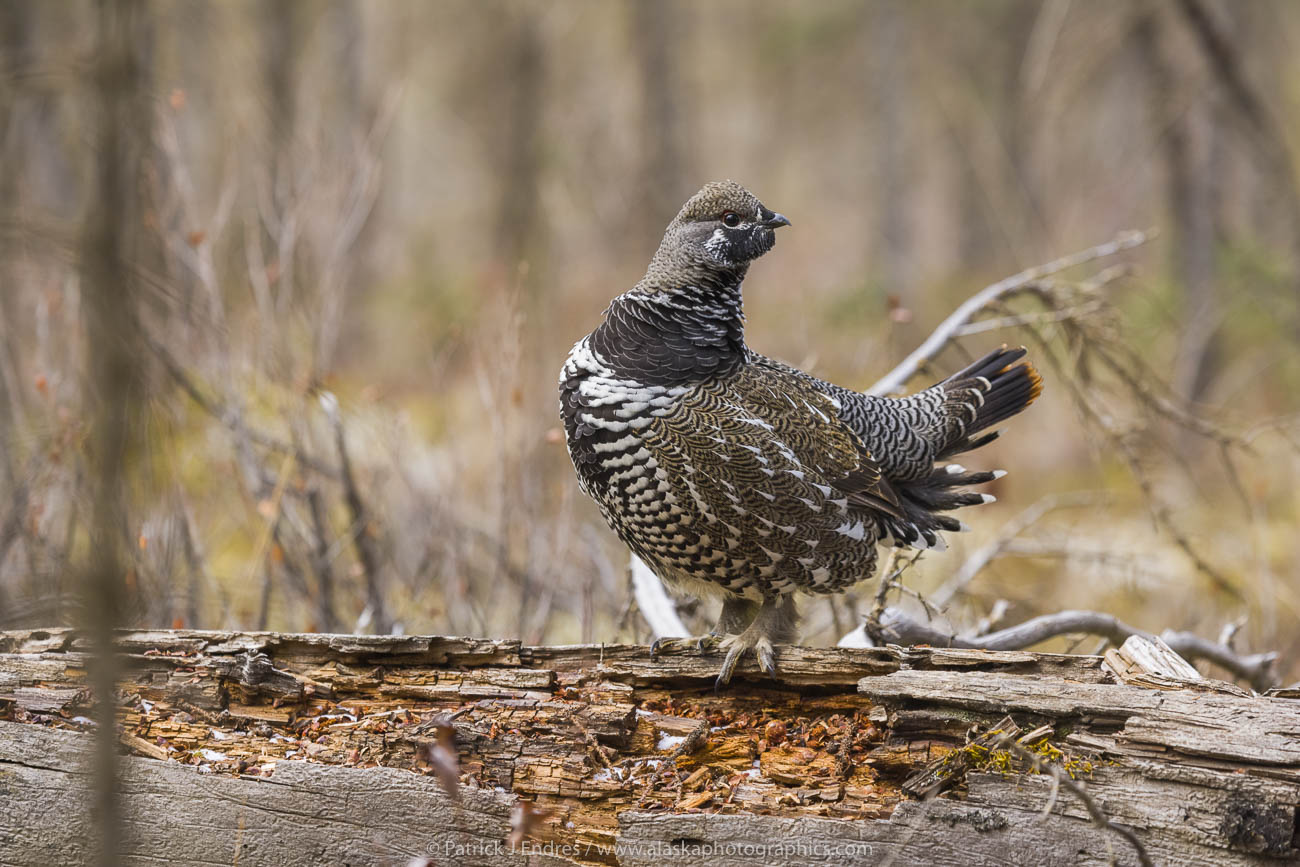 Birding in Alaska's Arctic - Arctic Getaway