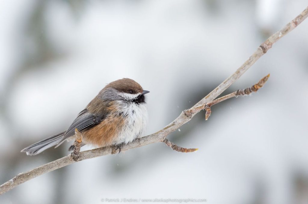 Birding in Alaska's Arctic - Arctic Getaway